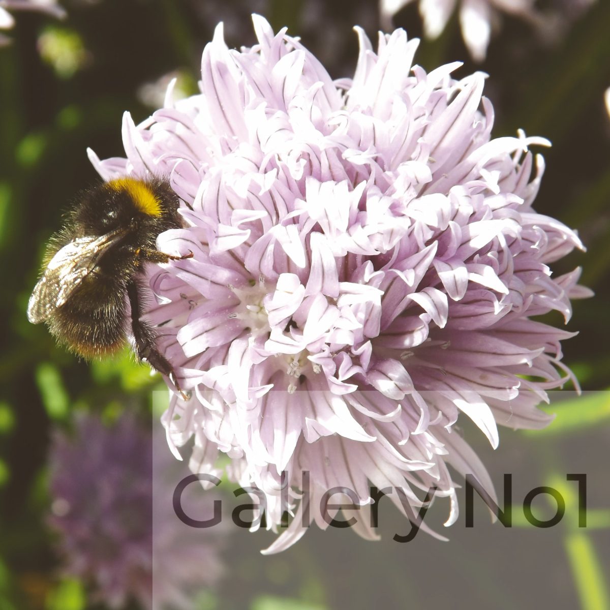 Amanda Bell - Photograph - Bumblebee 2